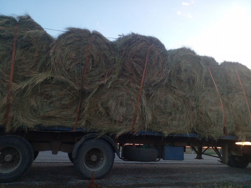 Сено мелки камыш