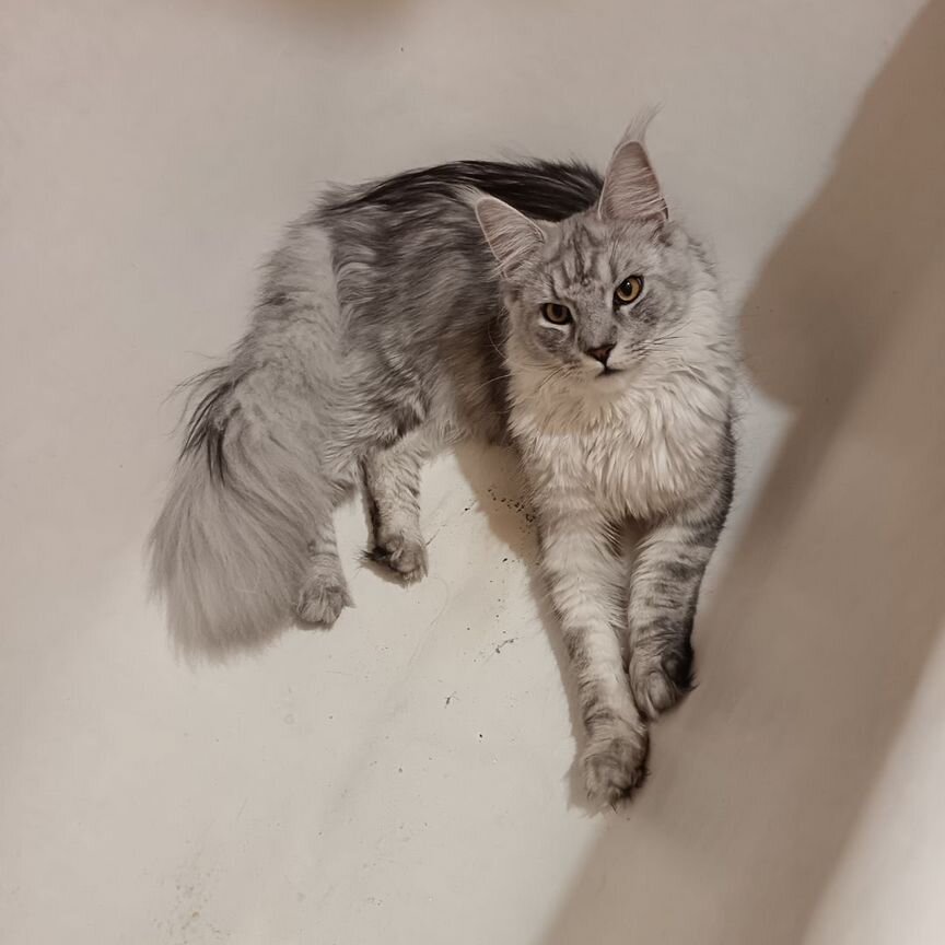 Мэйн кун бесплатно