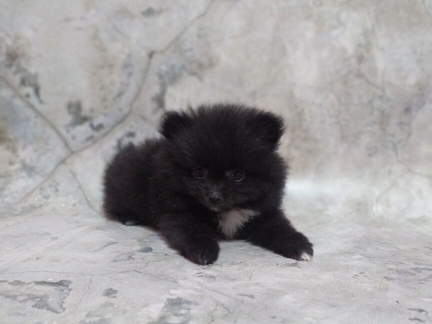 Мимимишная девочка шпиц