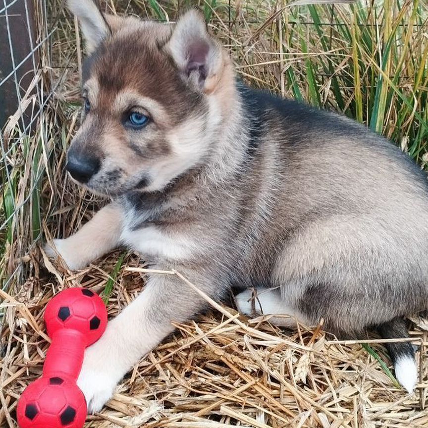 Сибирский хаски, щенок