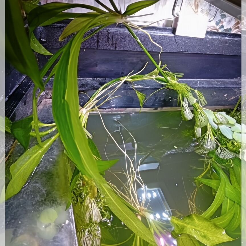 Креветки и рыбки