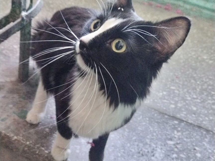 Кот молодой выкинули хозяева