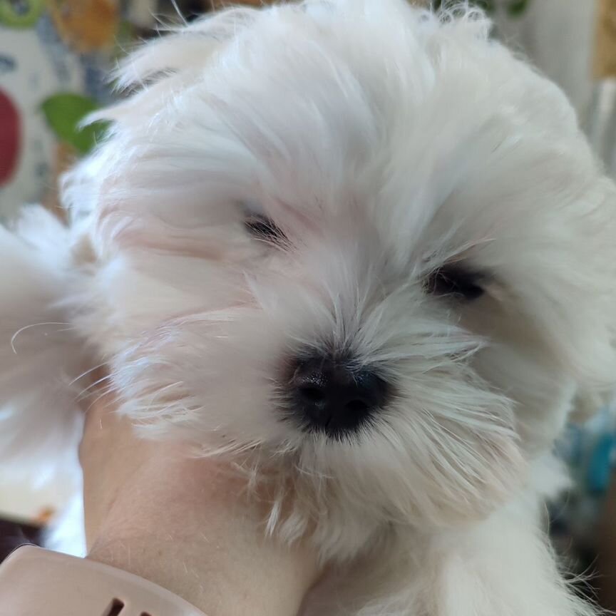 Мальтийская болонка мальчик