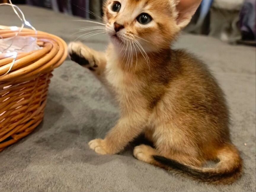 Абиссинские котята