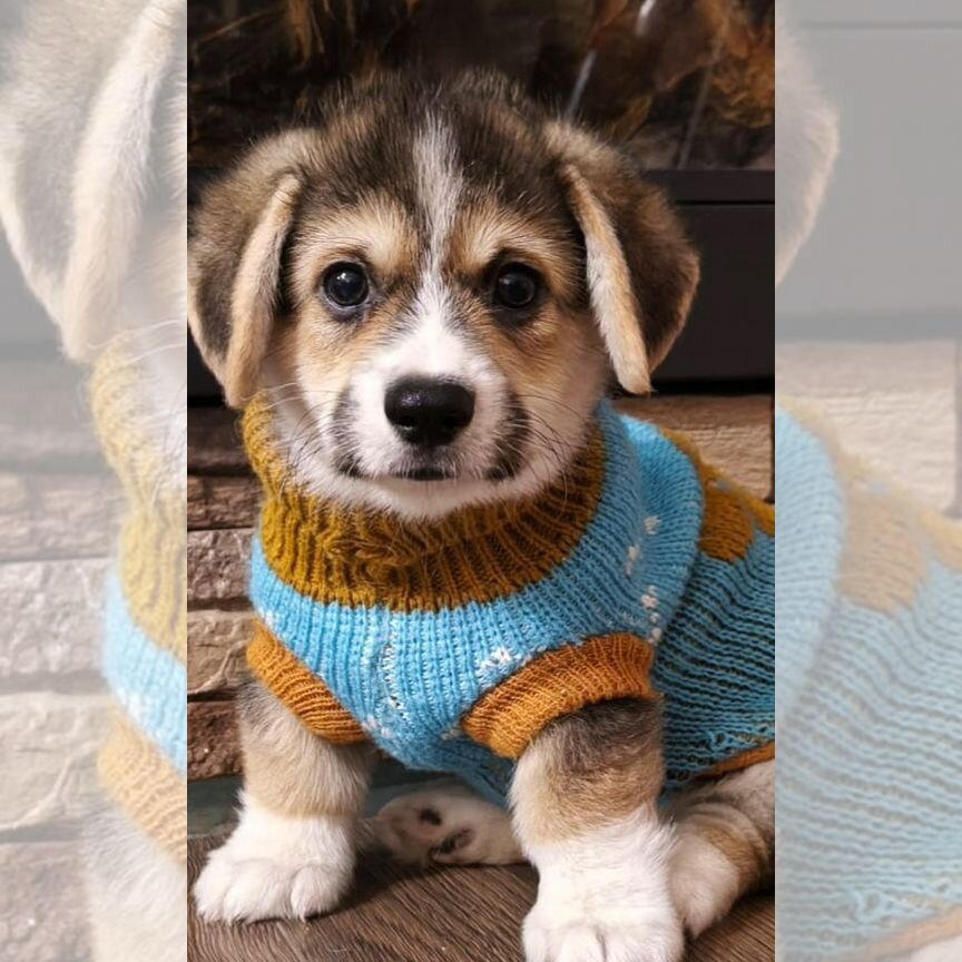 Вельш Корги Пемброк, щенок