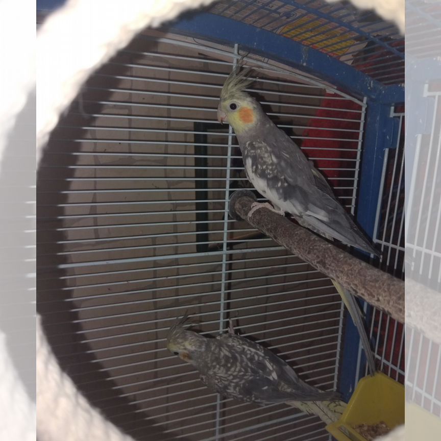 Попугай корелла