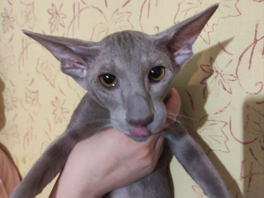 Красавчик лиловый ориентальный