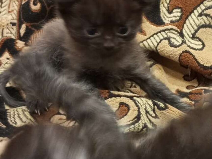 Персидские котята