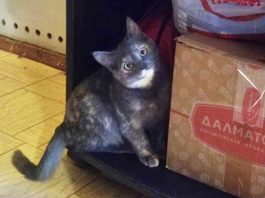 Котенок девочка нужен дом или передержка