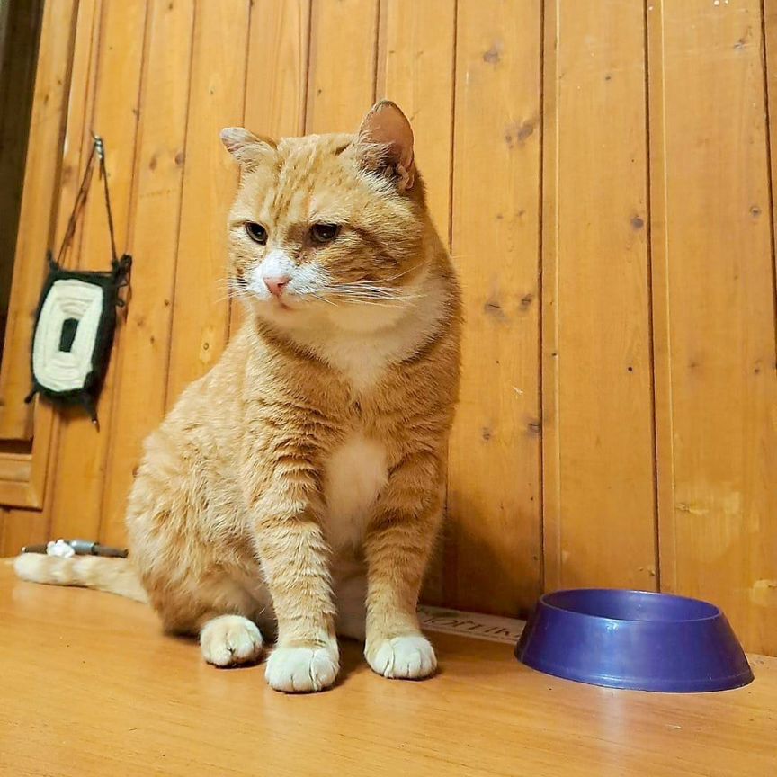 Рыжий несчастный кот