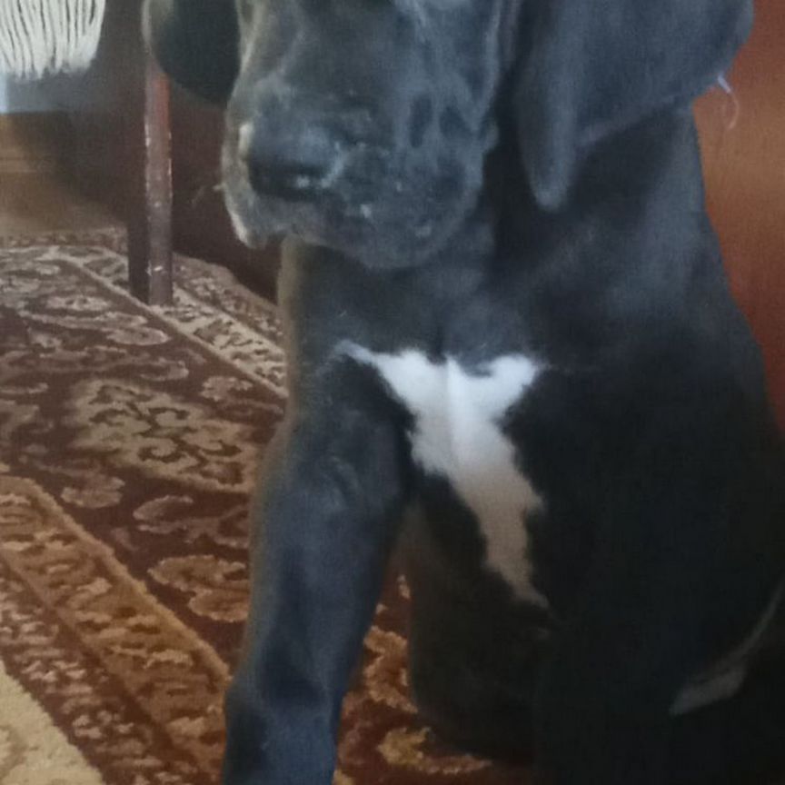 Немецкий дог