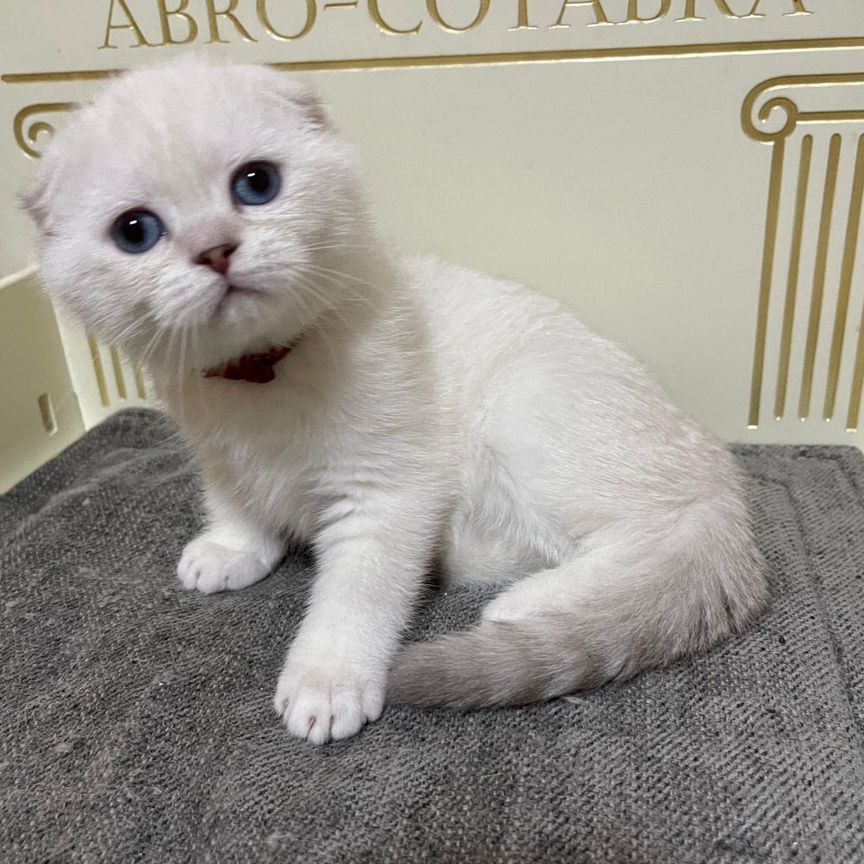 Шотландский вислоухий короткошёрстный котёнок