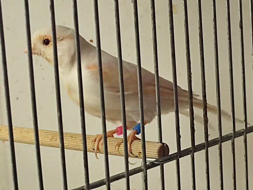 Канарейка самка