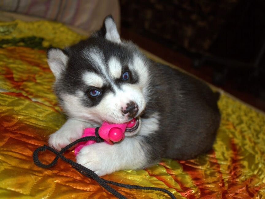 Щенки сибирской хаски девочка