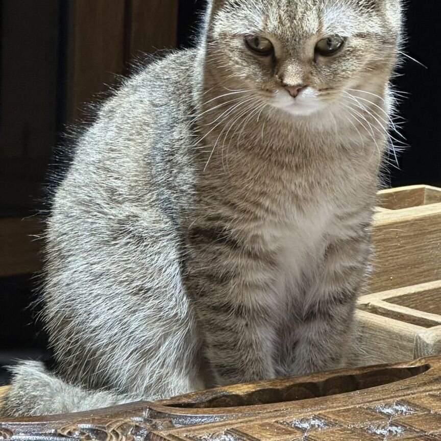 Кошка метис