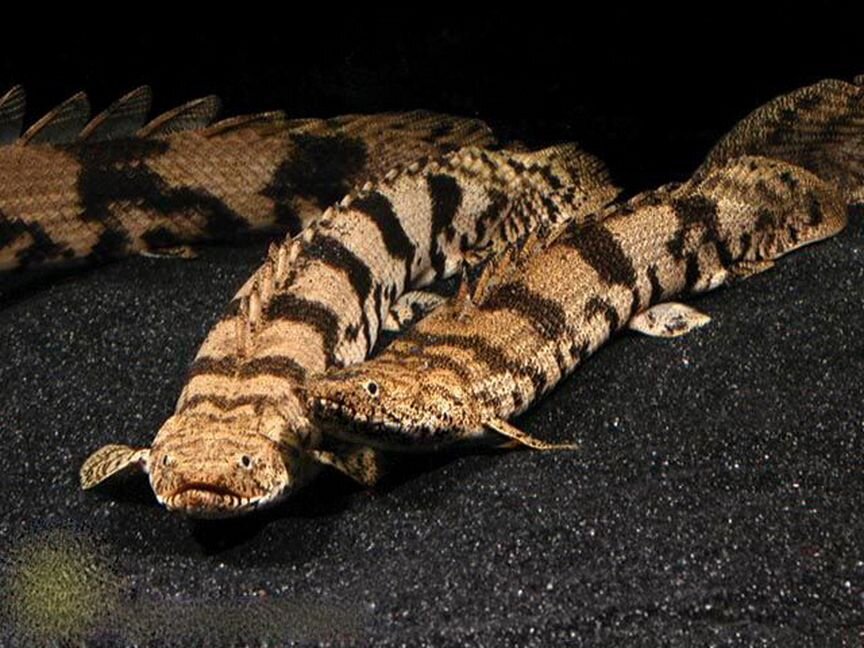 Полиптерус Эндлихера (Polypterus Endliheri)