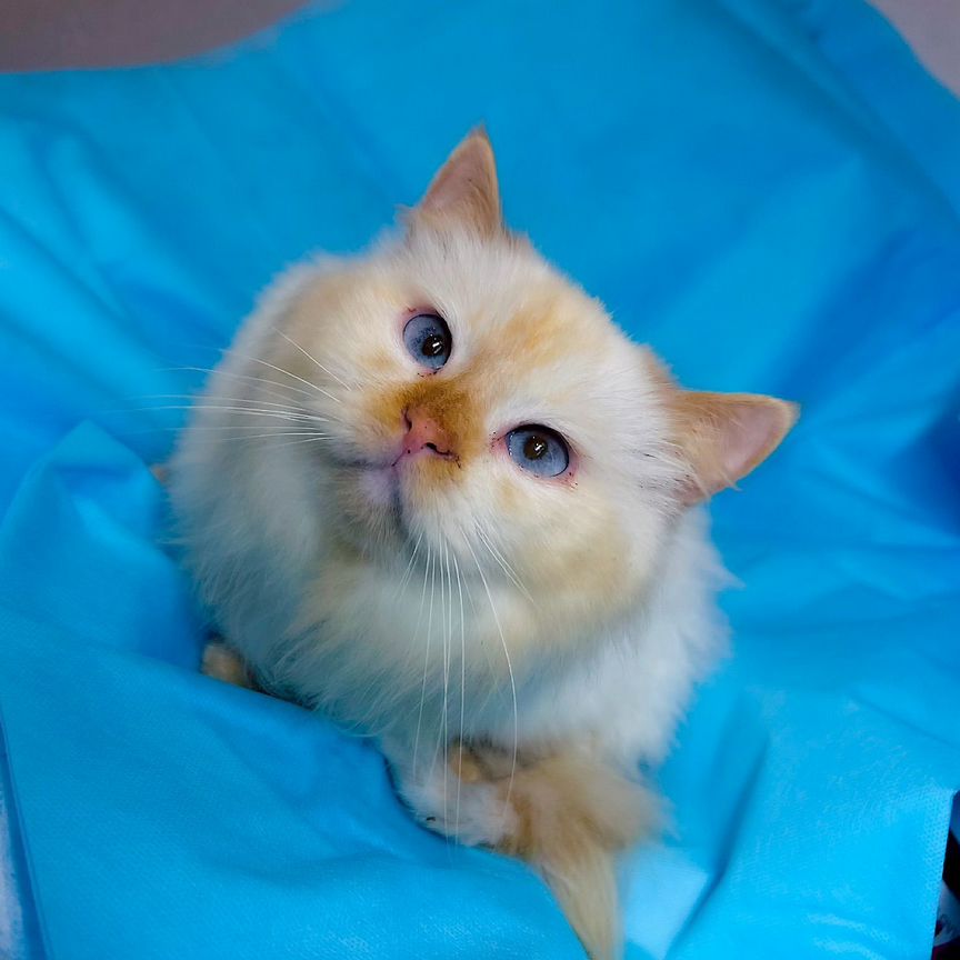 Кошка в поисках дома