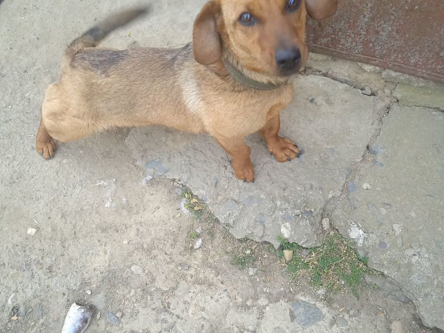 Отдам таксу