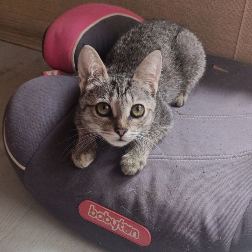 Котенок мурлыка Китти