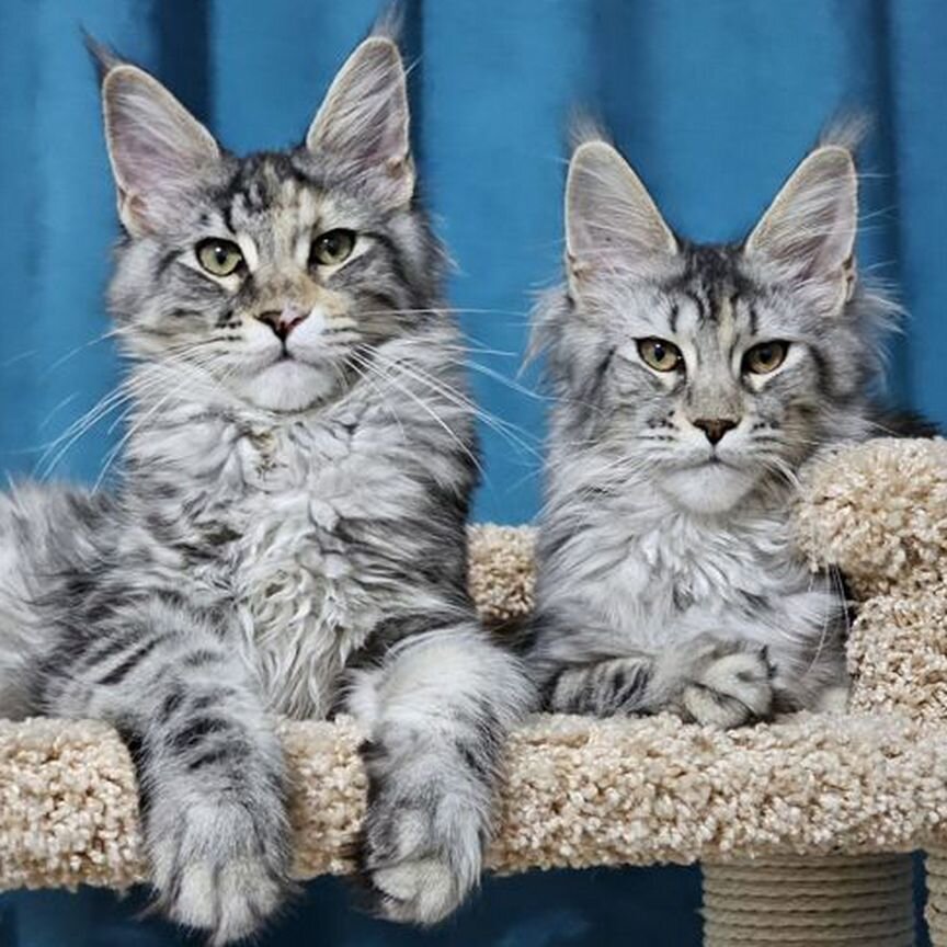 Котята мейн-кун кошечки