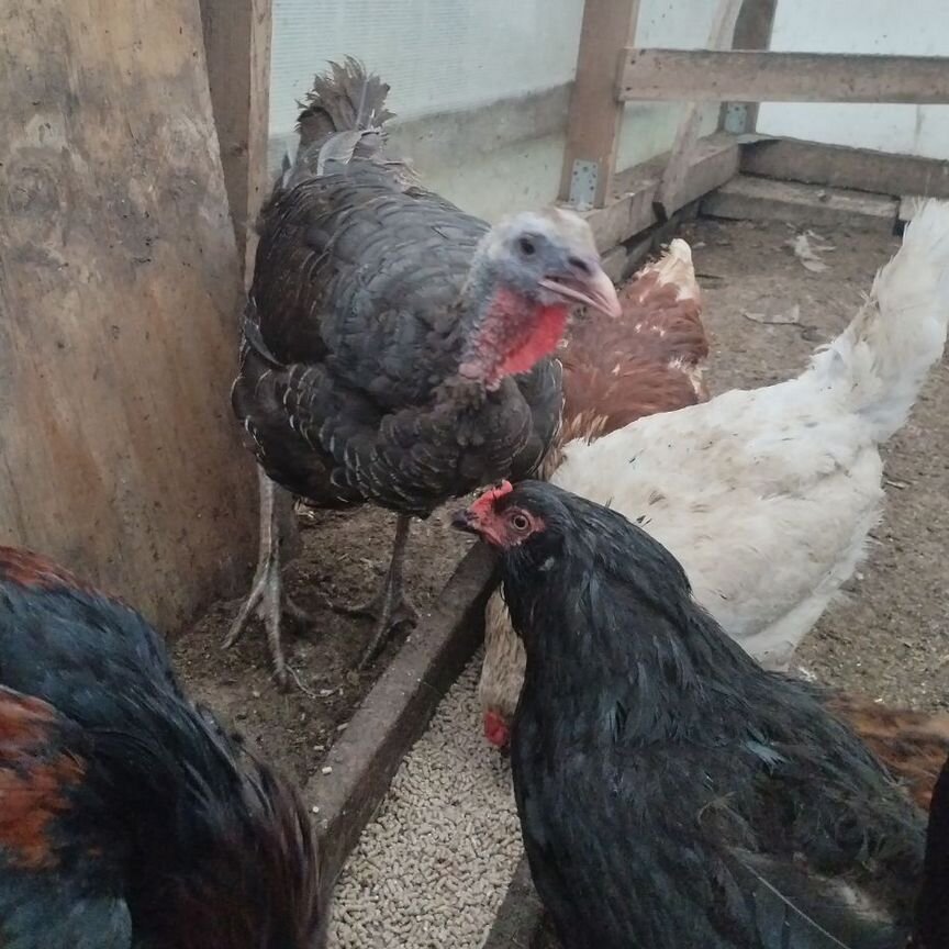 Продам индюшек