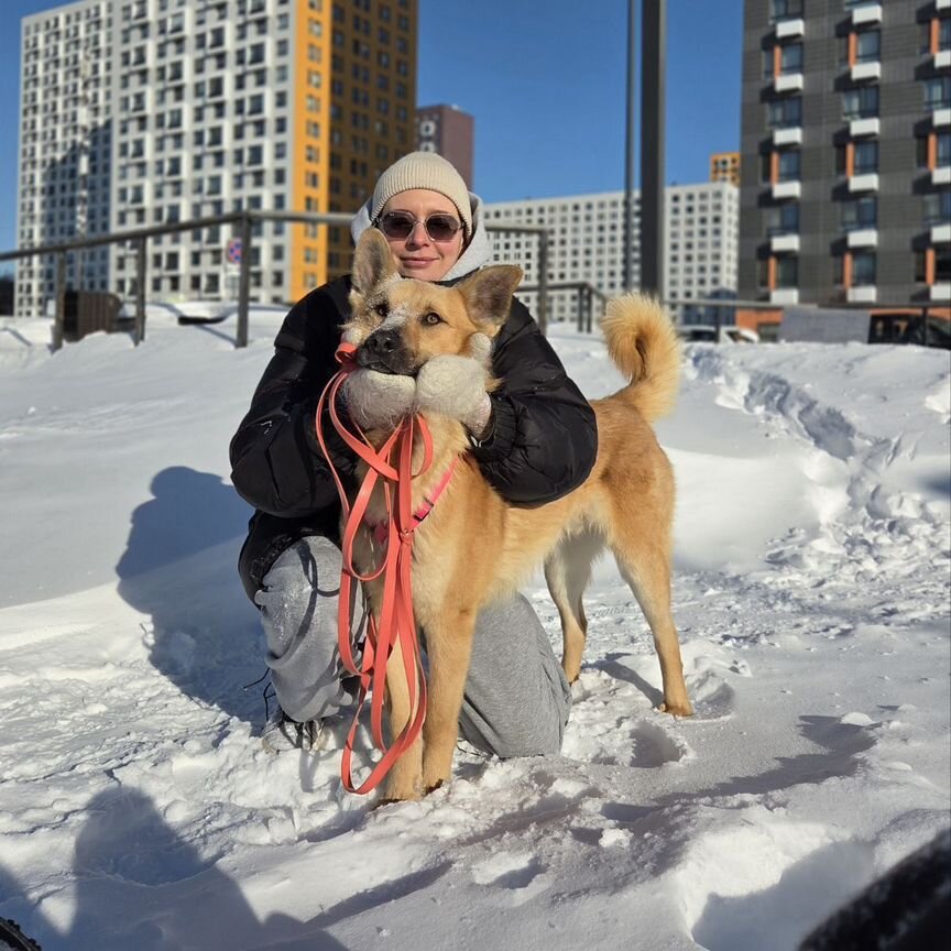 Взрослый пёс в добрые руки