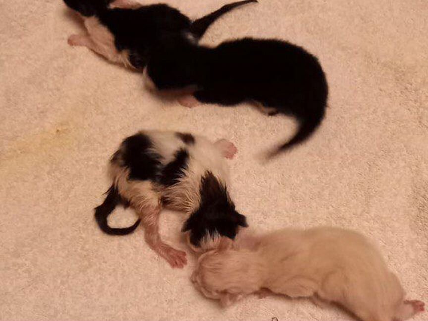 Котята в добрые руки бесплатно