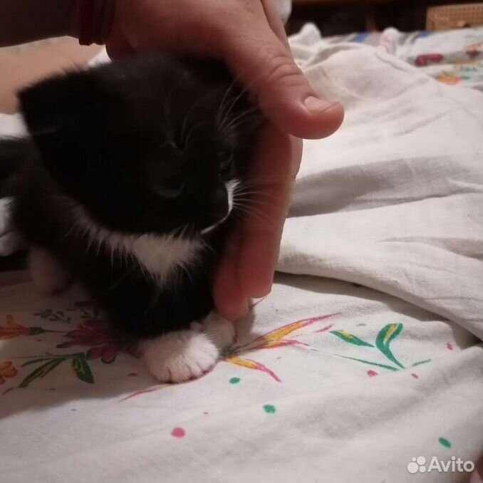 Котятки. 2 месяца
