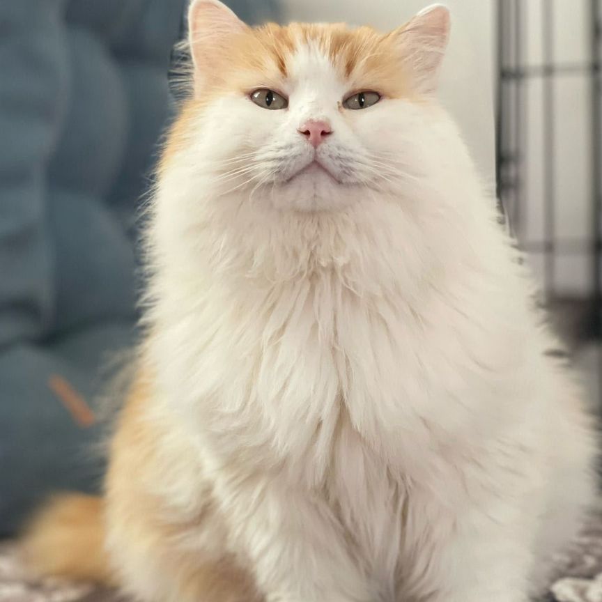 Взрослый кот в добрые руки