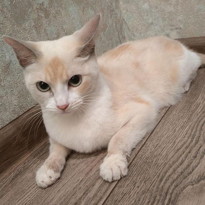 Кошка в добрые руки
