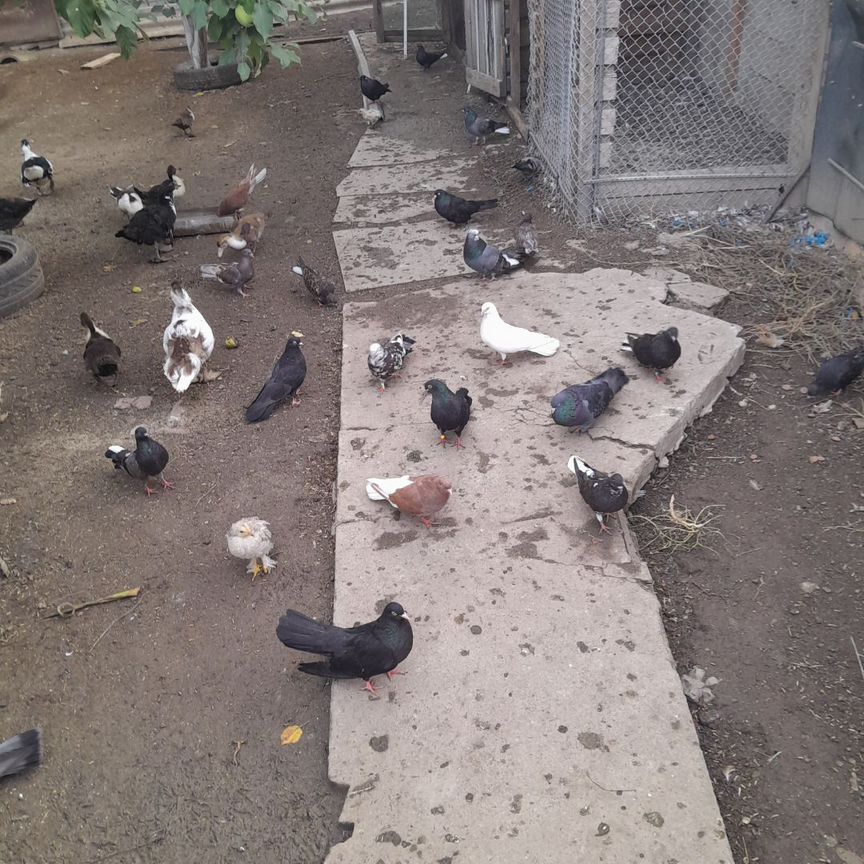 Голуби