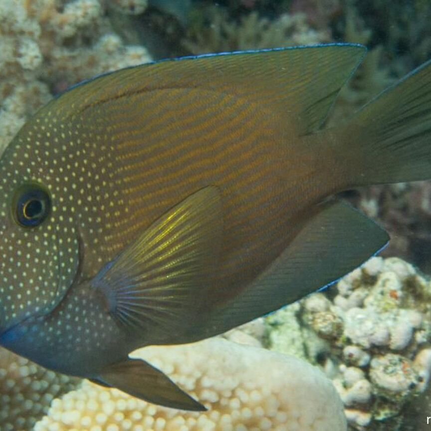 Рыба в морской аквариум Хирург ктенохет