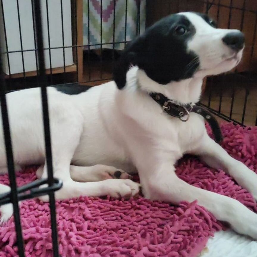 Щенок в добрые руки