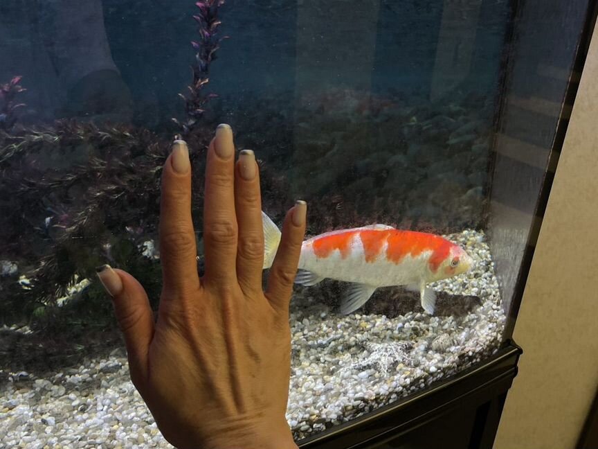 Рыбы аквариумные 2 шт