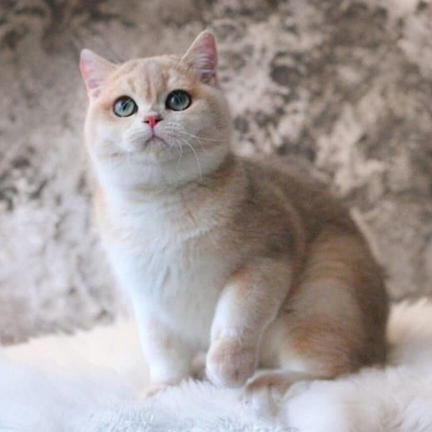 Британские котята