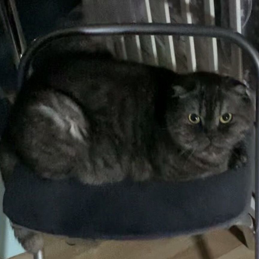 Шотландская вислоухая короткошёрстная, взрослая кошка