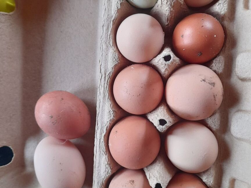 Инкубационное яйцо