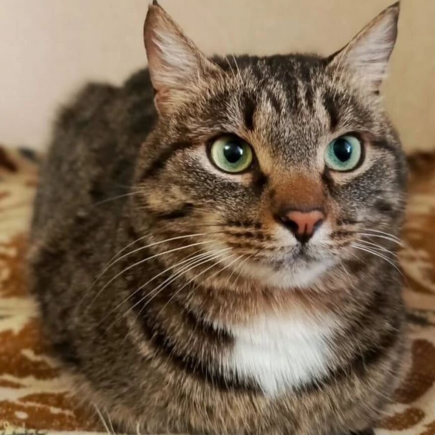 Взрослый кот в добрые руки