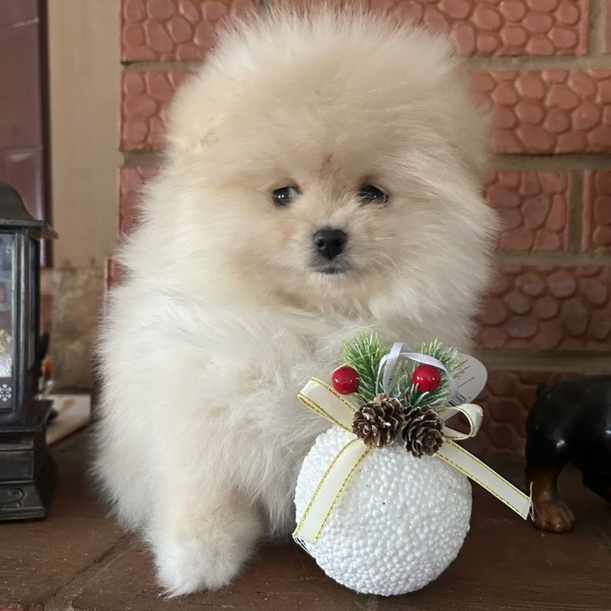 Померанский шпиц, щенок