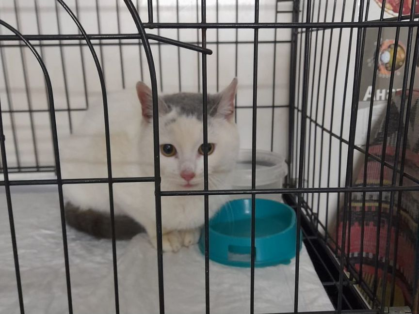 Коты в добрые руки