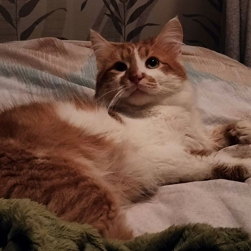 Отдам кота в добрые руки