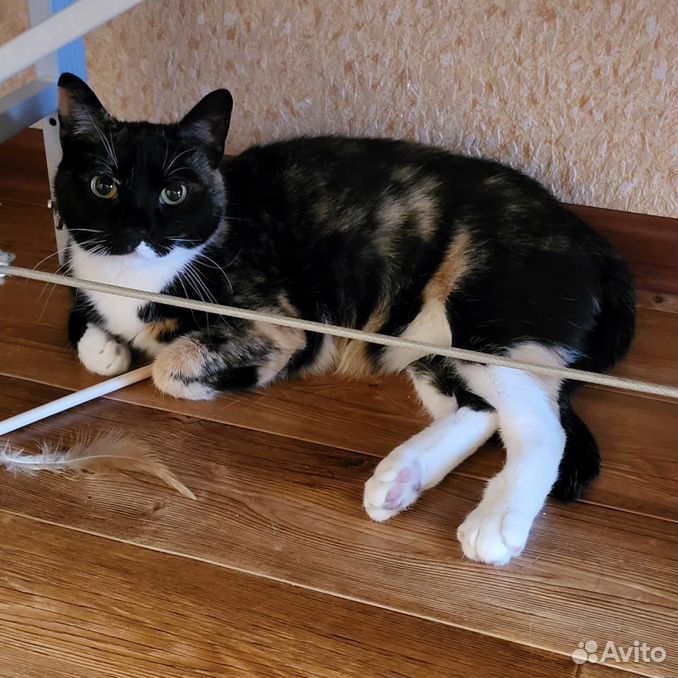 Кошку вернули в приют