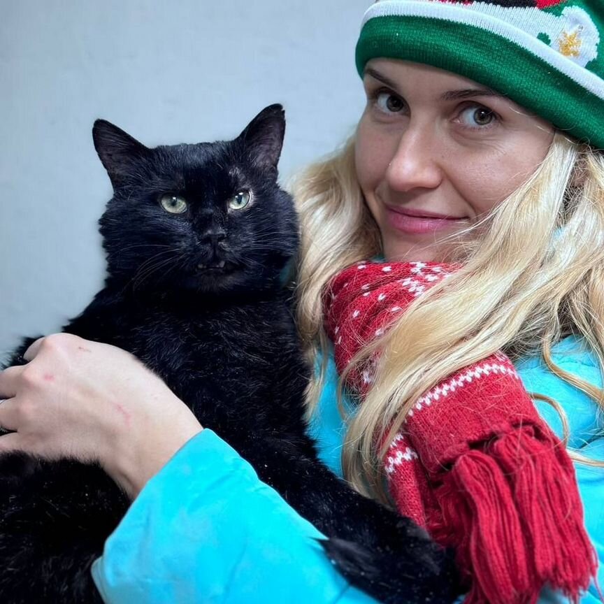 Космос, кот из приюта в добрые руки