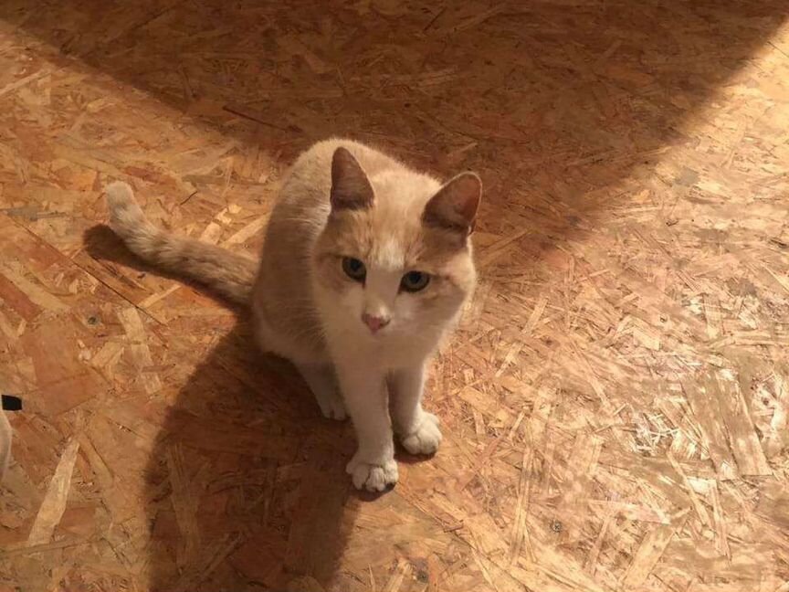 Кошка брошена в садах