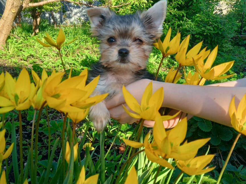 Малышка Йорк мини