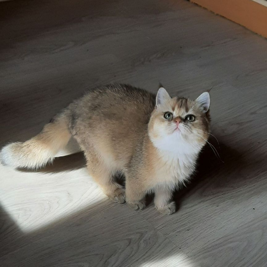 Китти британская золотая шиншилла ny11