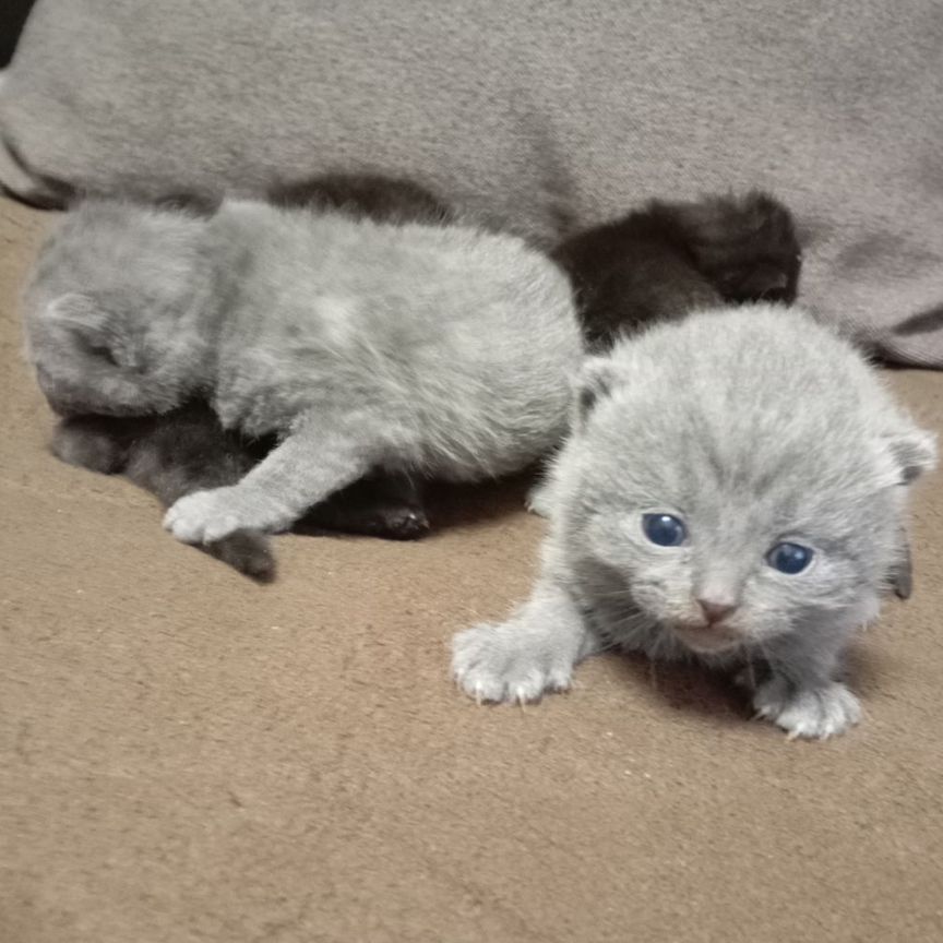 Шотландские вислоухие котята