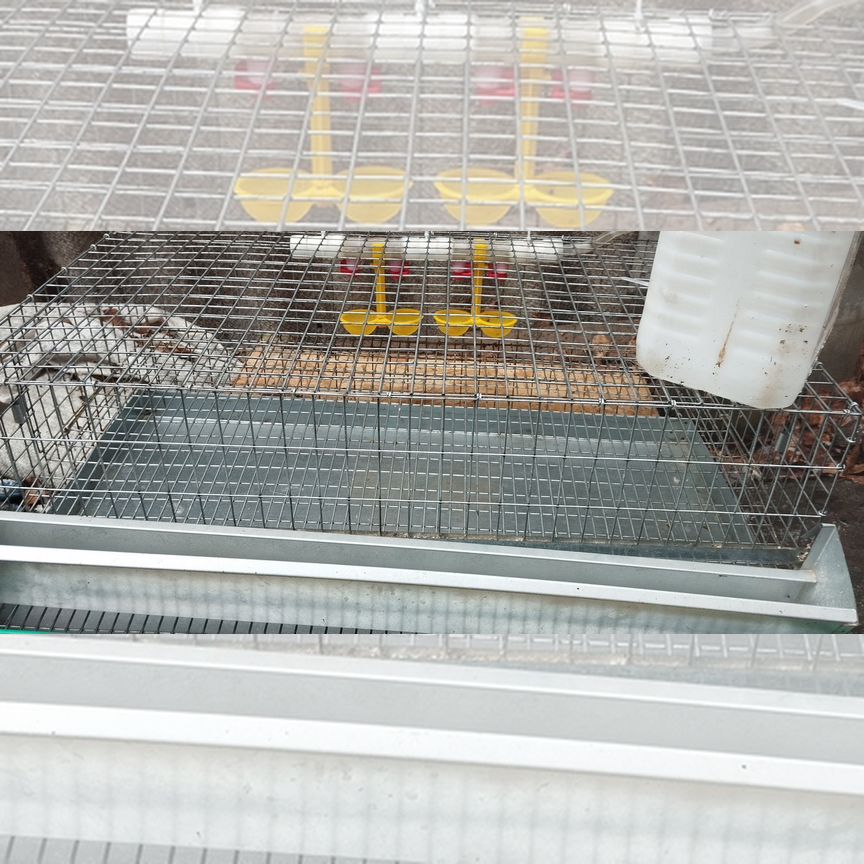 Клетки для перепелов бу