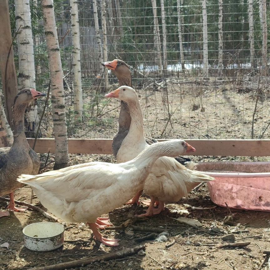 Гуси