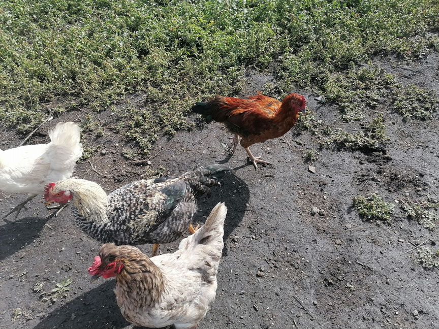 Куры молодки петушки